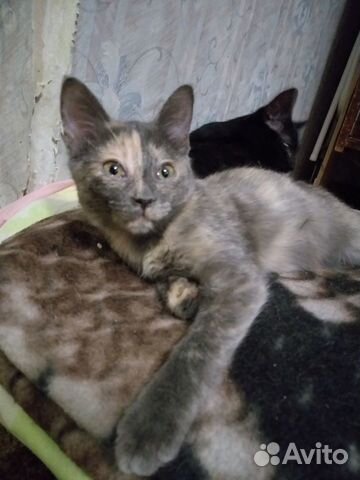 Кошечка