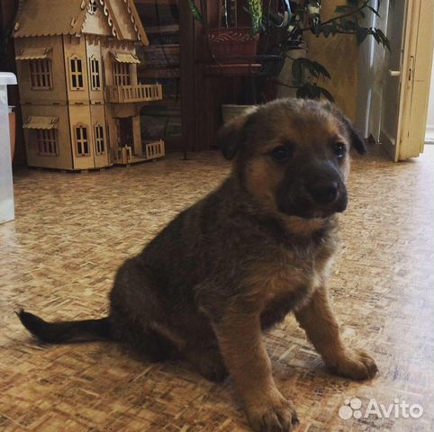 Классный песик-щенок