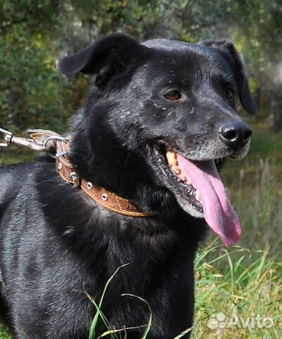 Красавец Потап ищет дом