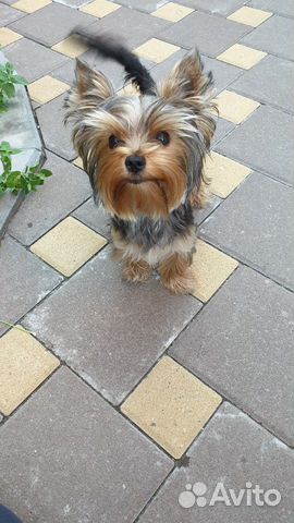 Йоркширский терьер