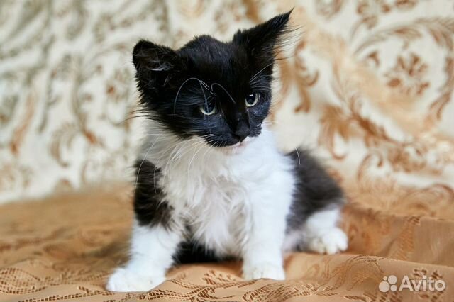 Котёнок в дар