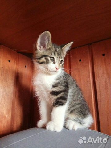 Котята (мама мэйнкун)