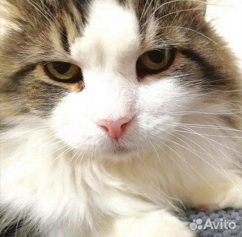 Брутальный добряк Кекс в добрые руки