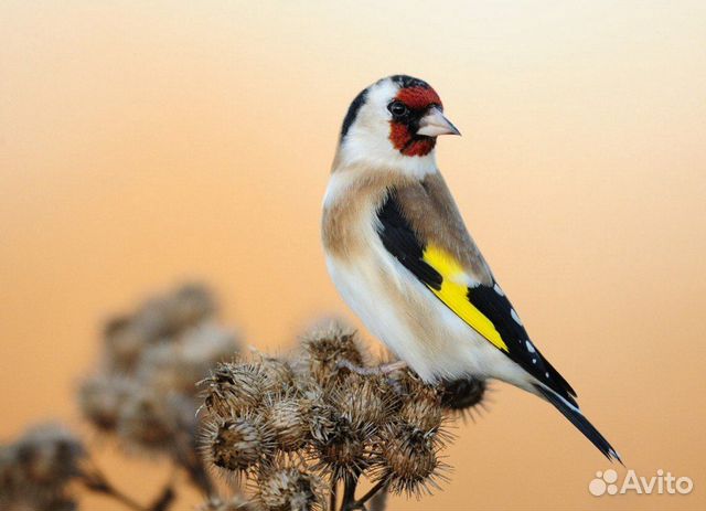 Птицы(щеглы)