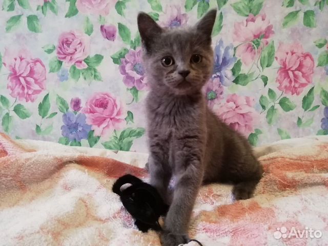 Котенок британец 3 мес