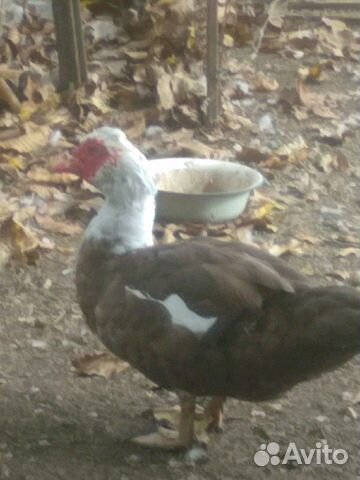 Продам индоуток(селезни)