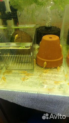 Мальки анциструса альбиносы