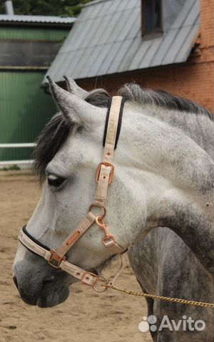 Лошадь на продажу
