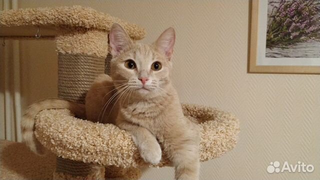 Кошечка персикового окраса