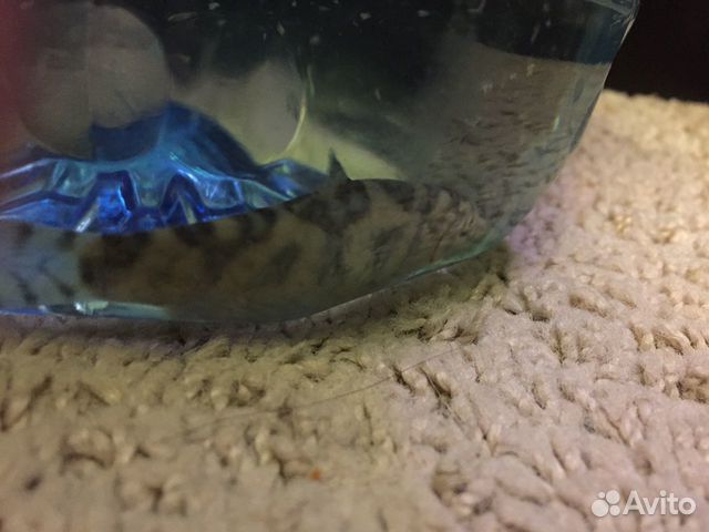 Аквариумная рыбка Боция