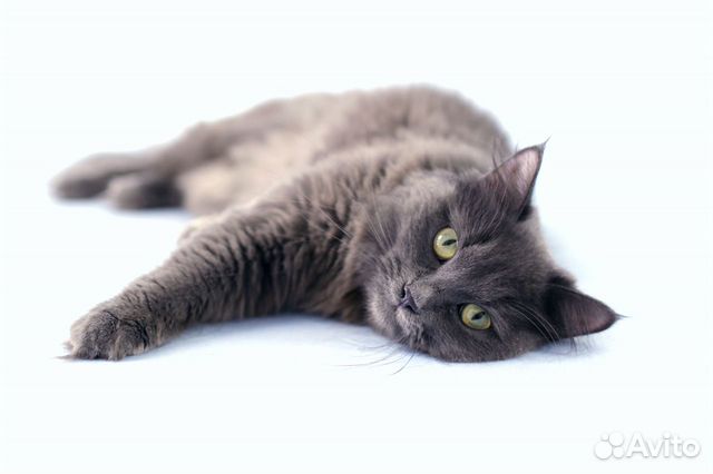 Кошка Леди Дженни ищет дом