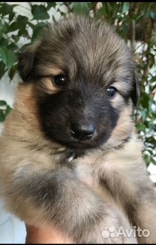 Изумительная девочка-щенок в добрые руки