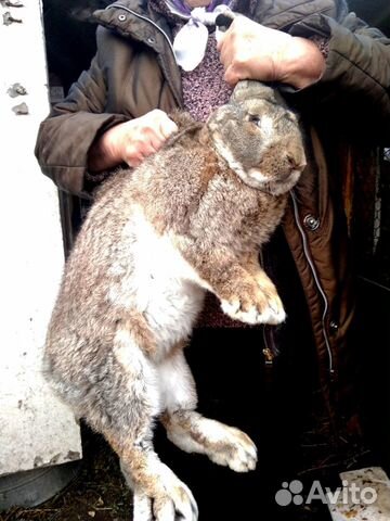 Самец "Серый великан"