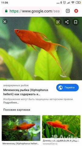 Меченосцы на обмен