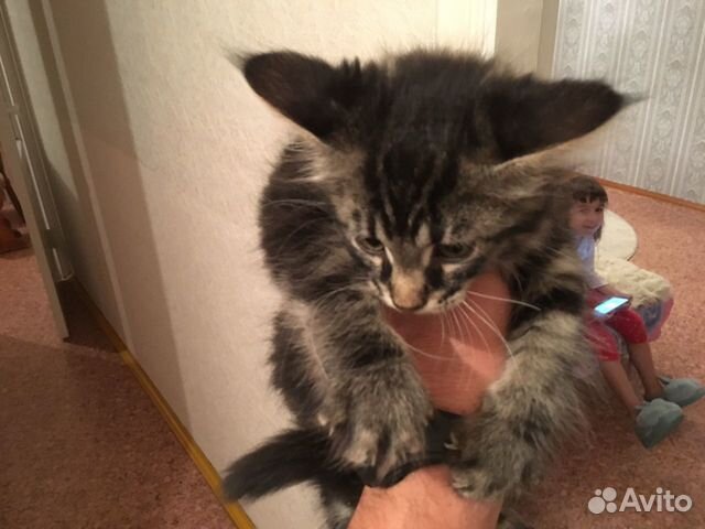 Котёнок Мэйн-Куна