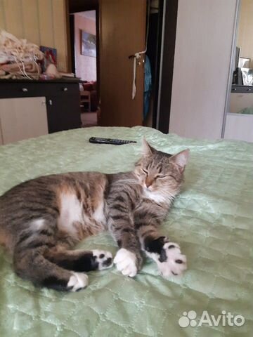 Матильда ищет дом