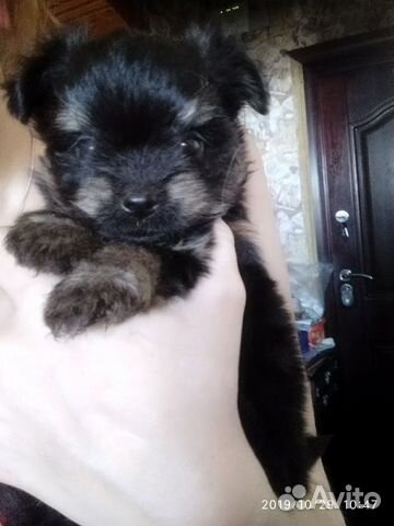 Щенок ёрка мальчик