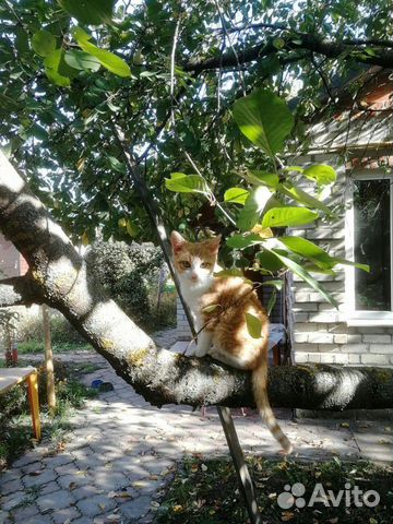 Кот Абрикос, 6 месяцев