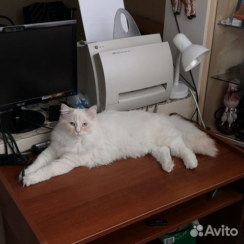 Рэгдолл Блонд