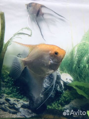 Рыба Скалярия в дар