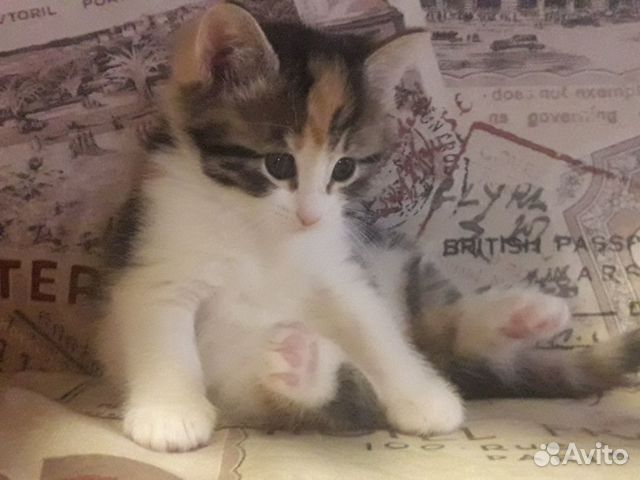 Отдадим двух кошечек заботливым хозяевам