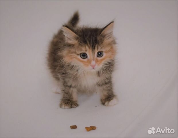 Малышки ищут любящего хозяина