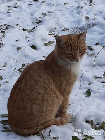 Рыжий котик Яша