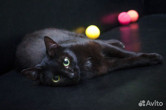 Многоликая котобогиня Багги ищет свою семью