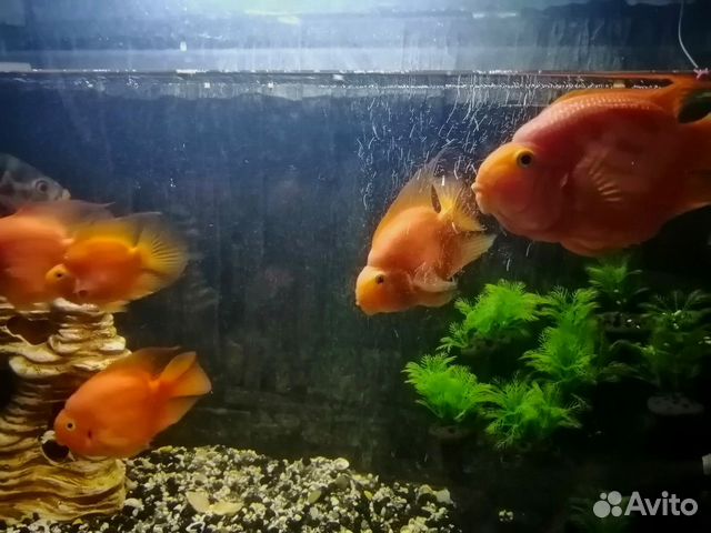 Рыба попугай 20 см