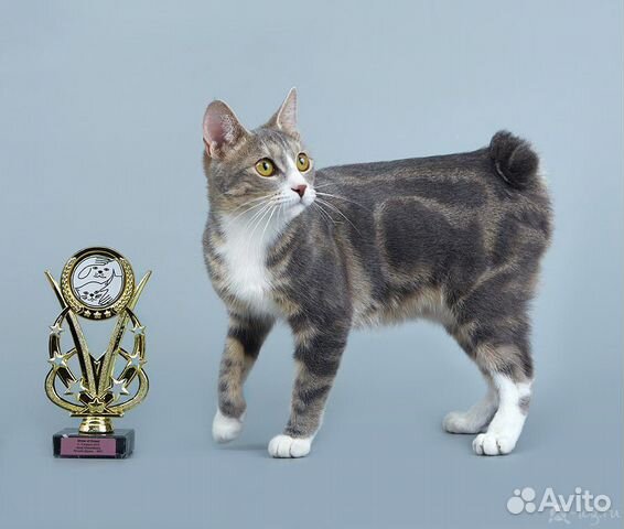 Элегантная девочка курильского бобтейла