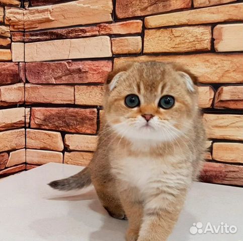 Золотушка вислоушка