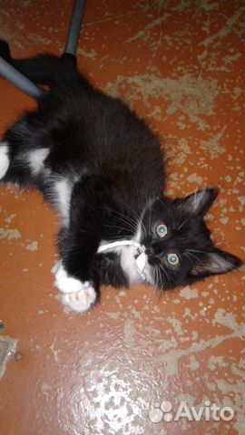 Лапочки киски