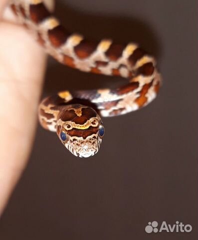 Маисовый полоз