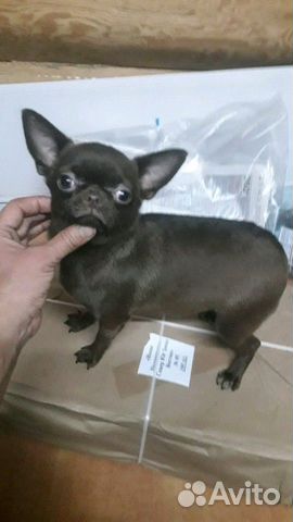 Чихуахуа шикарная однотонная Найта