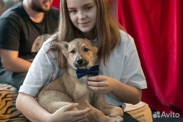 Щенок Лаврентий 3 мес. привит доставка бесплатно