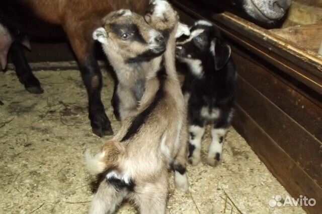 Мальчики- ламанчики