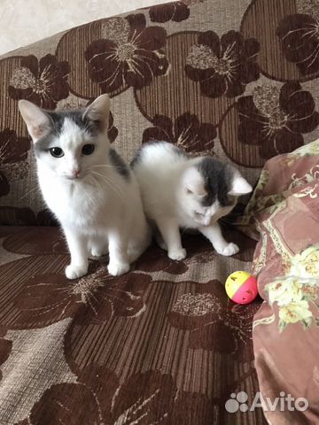 Котята