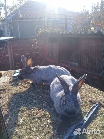 Полтавское серебро