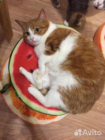 Кошечка Сафи