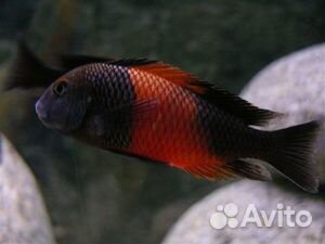 Цихлиды Трофеус мури Бемба