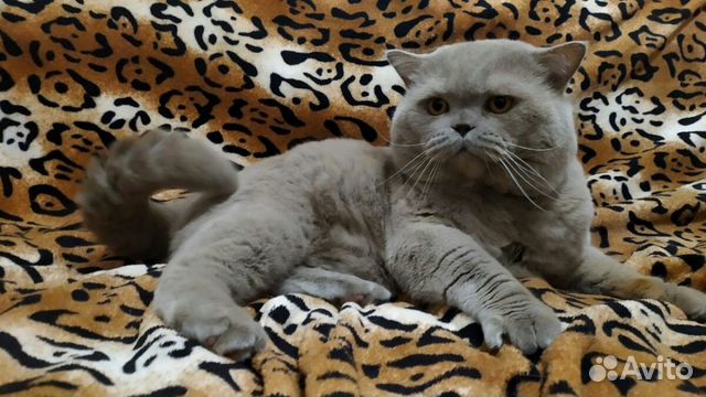 Котик ищет подругу