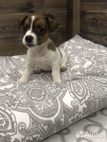 Щенок дрт