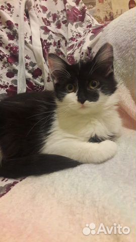 Котенок Паулина в добрые руки