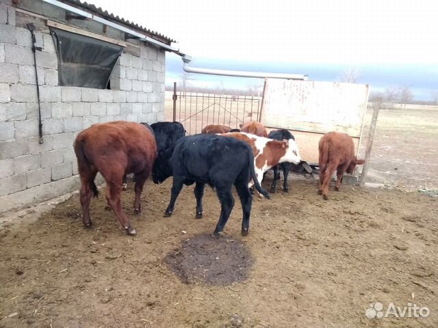 Быки,телки