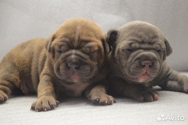 Щенки амбулли, покет