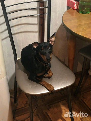 Цвергпинчер