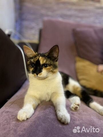 Молодая кошка 5-6 мес. В добрые руки