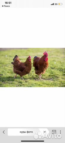 Продаю 4х месячных кур, уток. Кисловодск