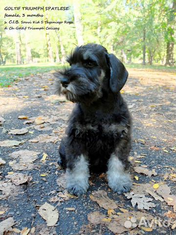 Щенки цвергшнауцера чёрно-серебряного и чёрного ок