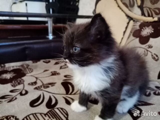 Кошечка девочка 1 месяц